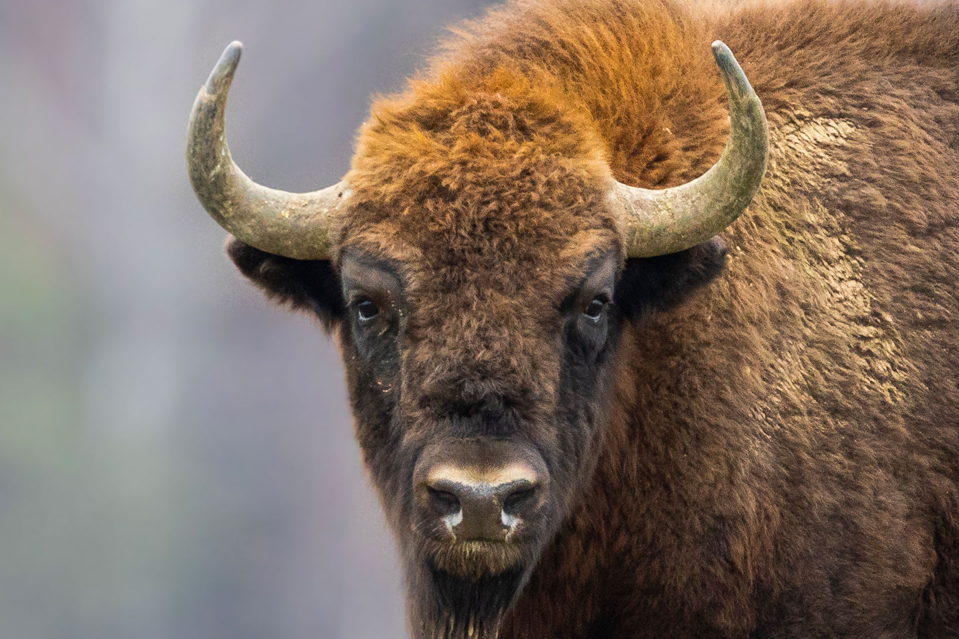 Progetto Bisonte | Fondazione A.R.C.A.